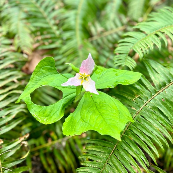 Pack Forest - Forest in Eatonville