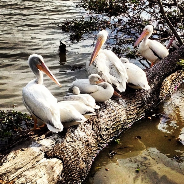 University Lake - Lake in Baton Rouge