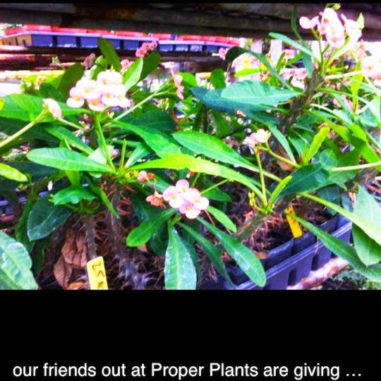Proper Plants - Flower Store