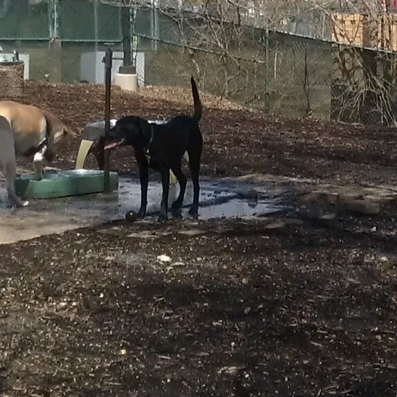 Walter Reed Dog Park - Arlington, VA