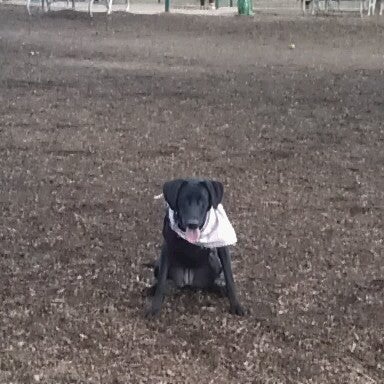 Walter Reed Dog Park - Arlington, VA