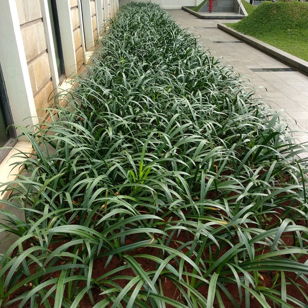 Arkadia the green office park, tower F - Office in Pasar Minggu