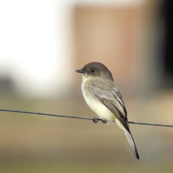 Photos at Caumsett State Historic Park Preserve - State or Provincial ...