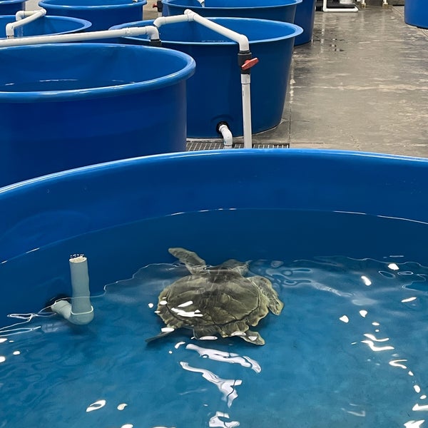Photos at Karen Beasley Sea Turtle Rescue and Rehabilitation Center ...