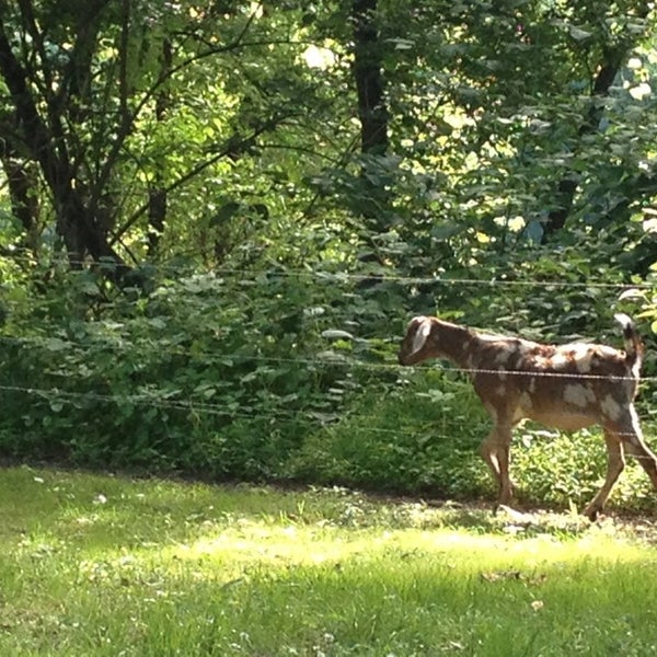 Chain Dam Fish Passage - Easton, PA