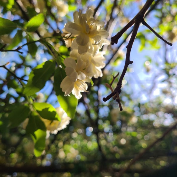 Rose Tree Museum - Tombstone, AZ