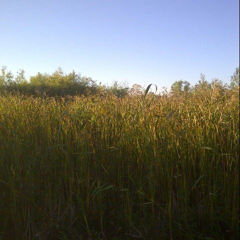 Photos at Transcona Community Bioreserve - Trail in Meadows