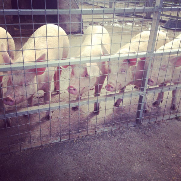 Surrey Docks City Farm - Farm in Surrey Docks