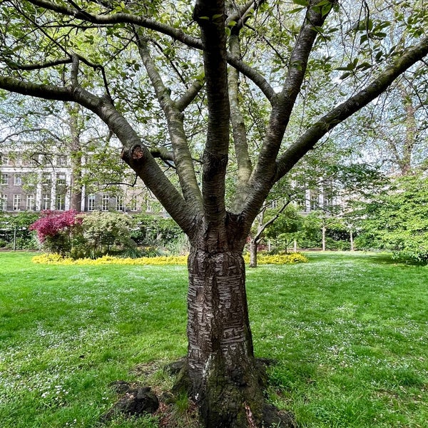 Tavistock Square - Park in Bloomsbury