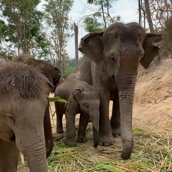 Patara Elephant Farm - Farm