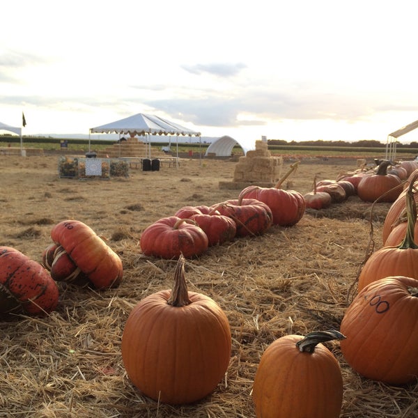 Bobby Dazzler's Pumpkins Patch - Woodland, CA