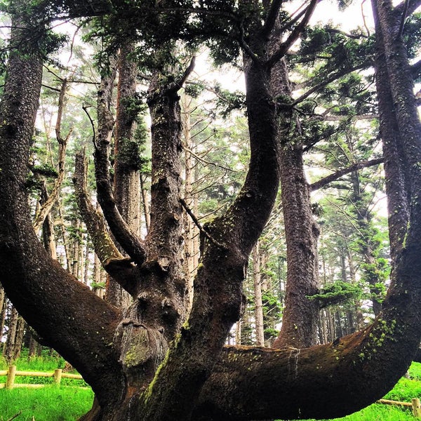 Photos at Octopus Tree - Cape Meares Lighthouse Dr