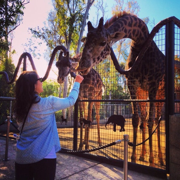 Giraffe Exhibit - Zoo Exhibit in Balboa Park