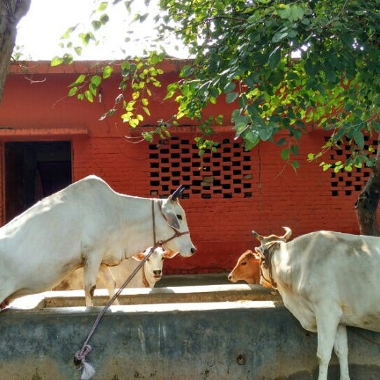 Navdanya Biodiversity farm