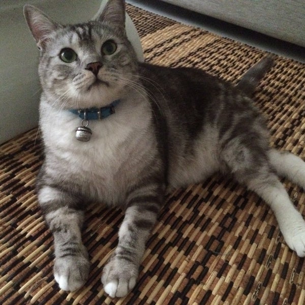 Photos at Gasing Veterinary Hospital - Veterinarian in Petaling Jaya