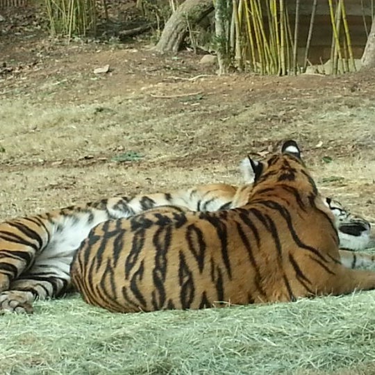 Sumatran Tiger Exhibit - Zoo Exhibit in Atlanta