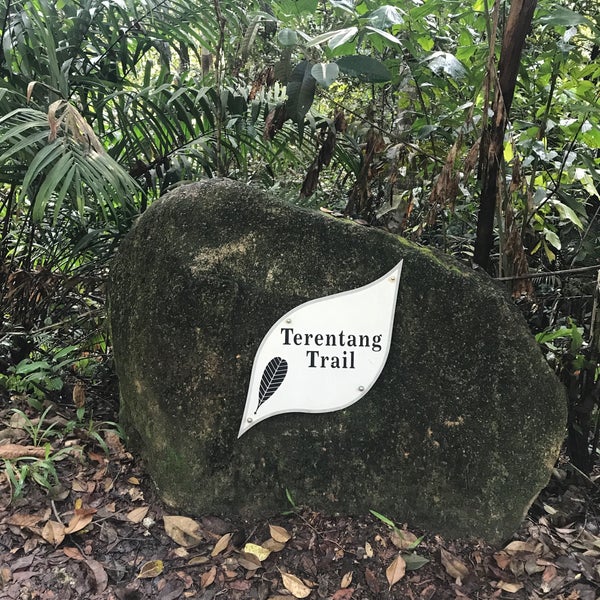 Terentang Trail - Central Catchment Nature Reserve - 1 tip from 126 ...