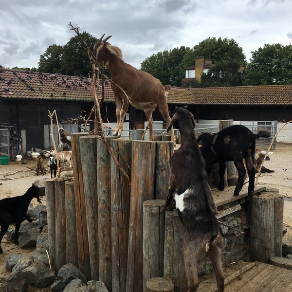 Photos at Surrey Docks City Farm - Farm in Surrey Docks