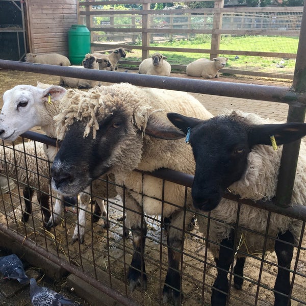 Photos at Surrey Docks City Farm - Farm in Surrey Docks