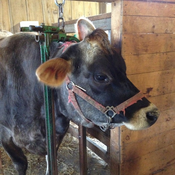 Real Life Farm - Farm in Canton