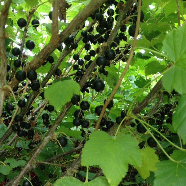 Quackers Playbarn - 8 visitors