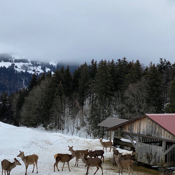 Tobogganing - 2 tips