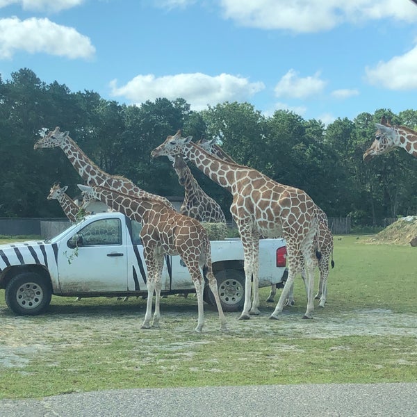 Six Flags Wild Safari - 37 tips from 3402 visitors