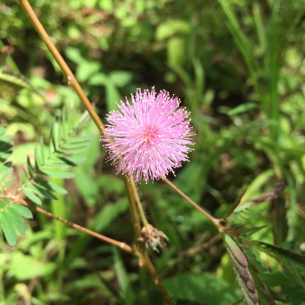 Capitol Homesite Subdivision - Lucena, Quezon