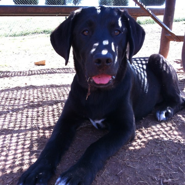 Frank Boone Dog Park - Dog Run