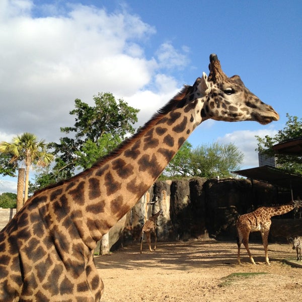 Giraffe African Exhibit - Medical Center - 1513 Cambridge St