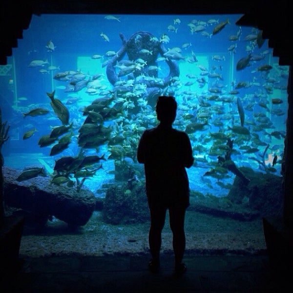 The Dig - Aquarium in Paradise Island