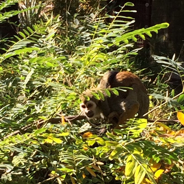Monkey Village At Phoenix Zoo - Camelback East - 3 tips from 216 visitors