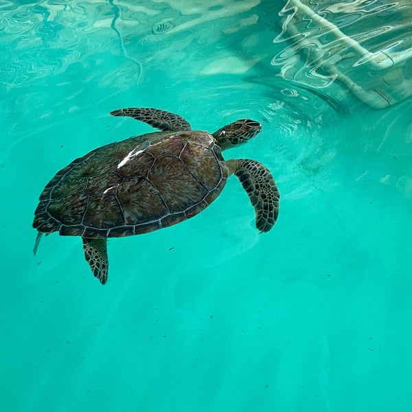 Sea Turtle Inc - Zoo in South Padre Island