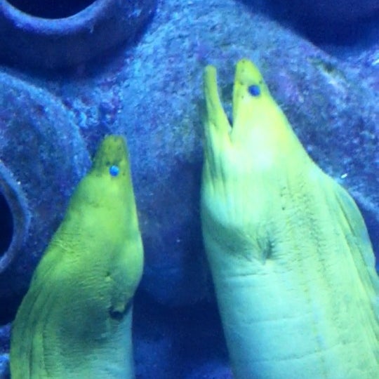 The Dig - Aquarium in Paradise Island