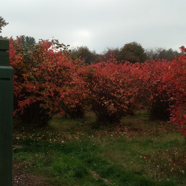 Blueberry Park - Park in Tacoma