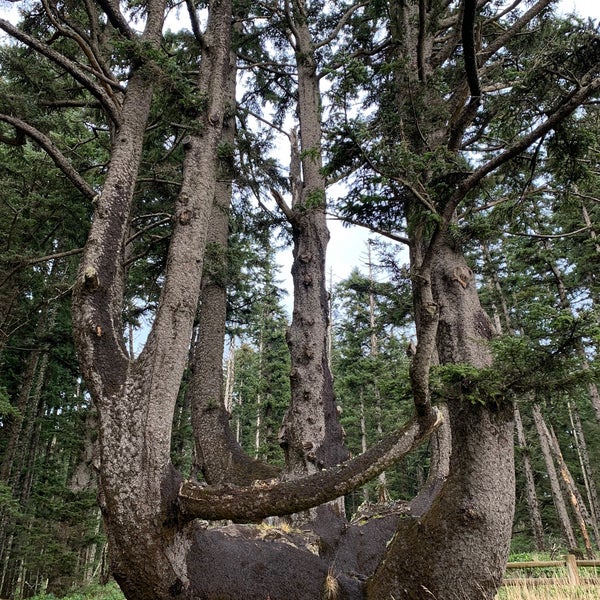 Photos at Octopus Tree - Cape Meares Lighthouse Dr