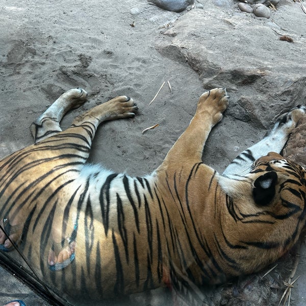 Elephant Odyssey - Balboa Park - San Diego, CA