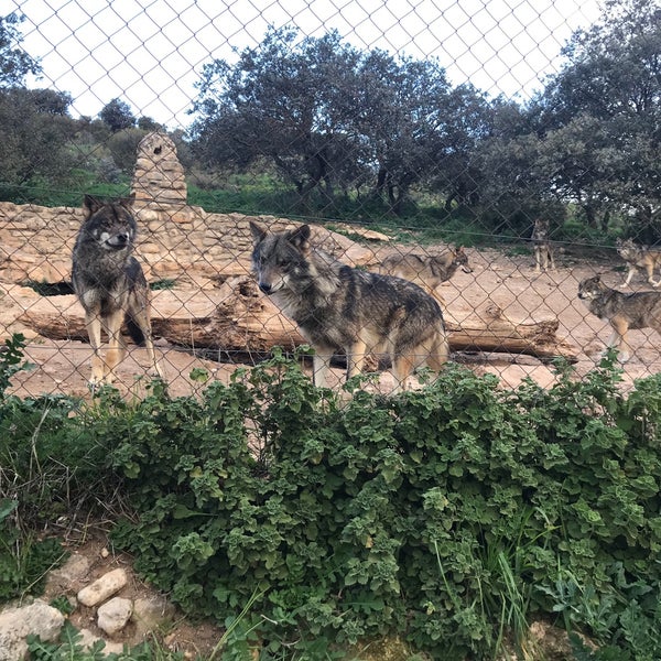 Lobo Park - Antequera, Andalucía