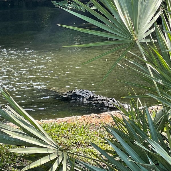 American Alligator Exhibit - Busch Gardens