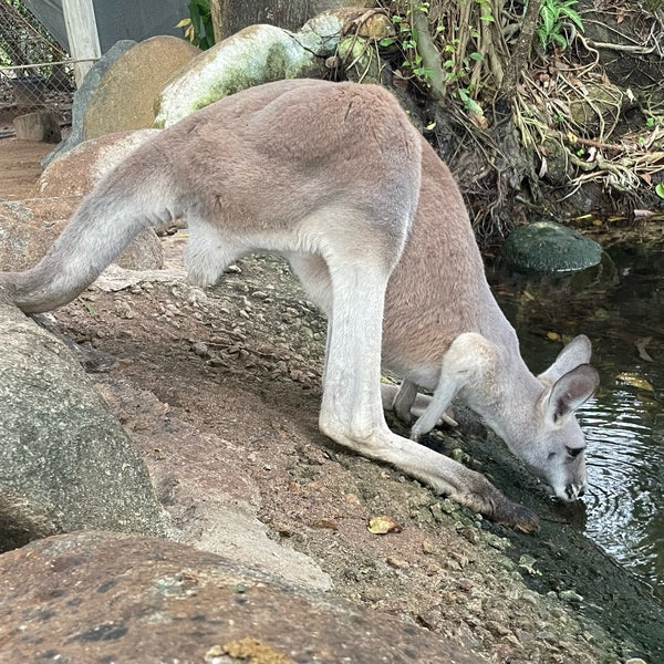 Billabong Sanctuary - Zoo