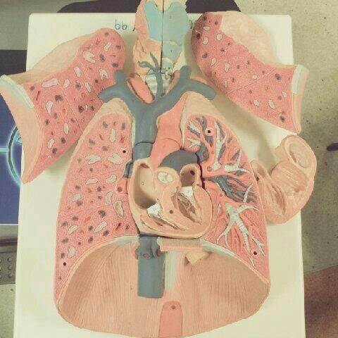 Anatomy Laboratory - College Lab