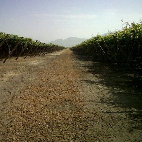 Fundo Don Carlos - Agrícola Don Ricardo - Vineyard in Ica