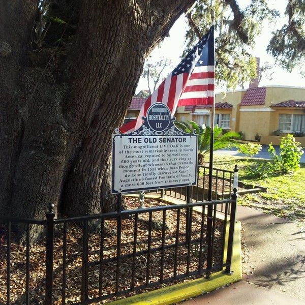 Photos at The Old Senator Tree - Tree