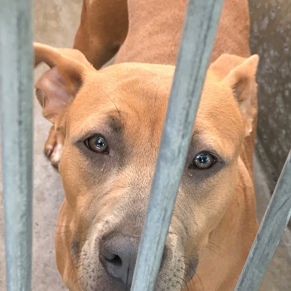 OCAC-Orange County Animal Care - 4 tips from 700 visitors