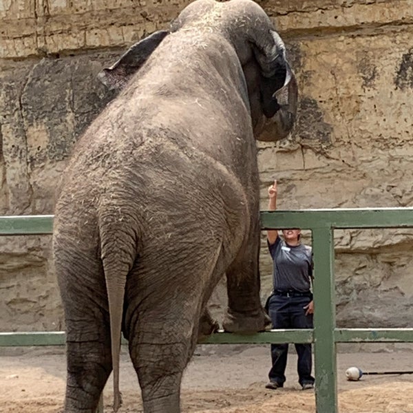Elephant Exhibit - Zoo Exhibit in Uptown Broadway