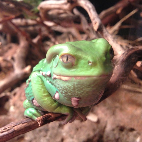 Photos at California Academy of Sciences - Science Museum in San Francisco