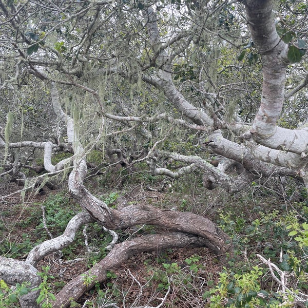 Elfin Forest - 5 tips from 257 visitors