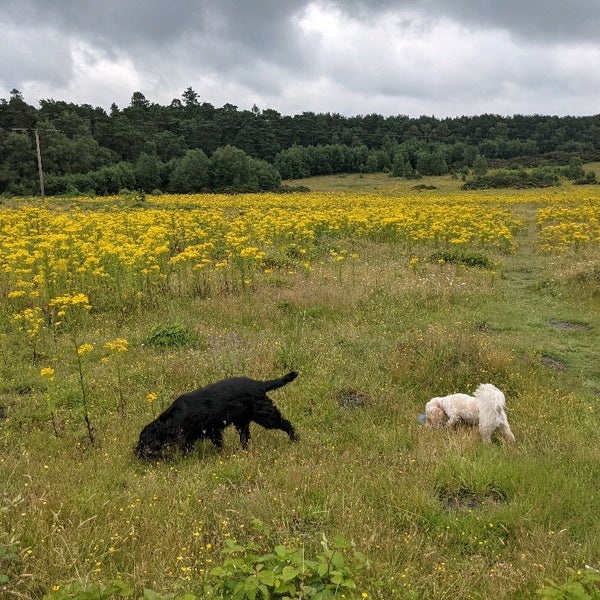 Liss Forest Ranges - Liss, Hampshire