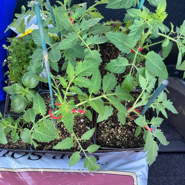 Carpinito Brothers - Miscellaneous Store