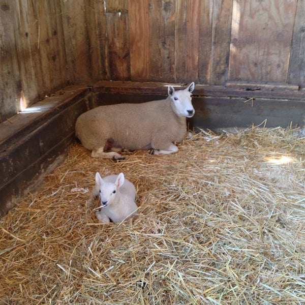 Real Life Farm - Farm in Canton